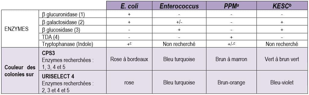 Examen cytobactériologique des urines (ECBU) - microbiologiemedicale.fr