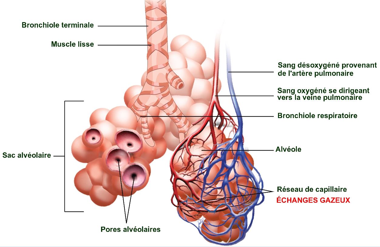 Anatomie de l'appareil respiratoire - microbiologiemedicale.fr