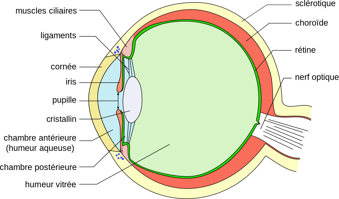Anatomie de l’œil - microbiologiemedicale.fr