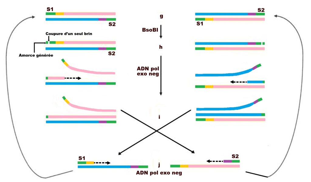 Amplification génique par SDA (Strand Displacement Amplification ... Amplification génique par SDA (Strand Displacement Amplification ...