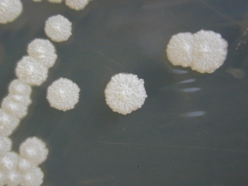 Gélose Sabouraud - microbiologiemedicale.fr