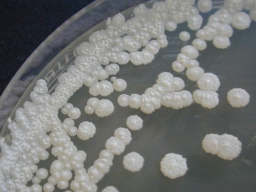 Gélose Sabouraud - microbiologiemedicale.fr